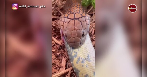 shocking video of king cobra swallowed dangerous snake alive goes viral ...
