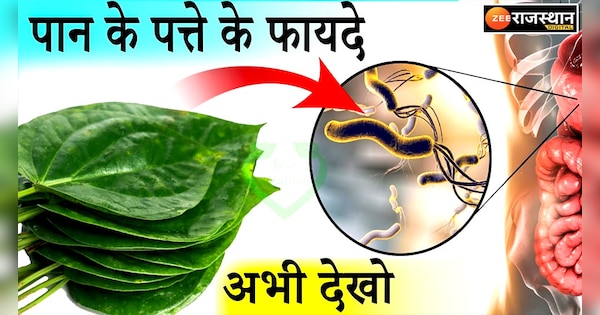 Betel leaf increases masculinity of men know right way to eat ...