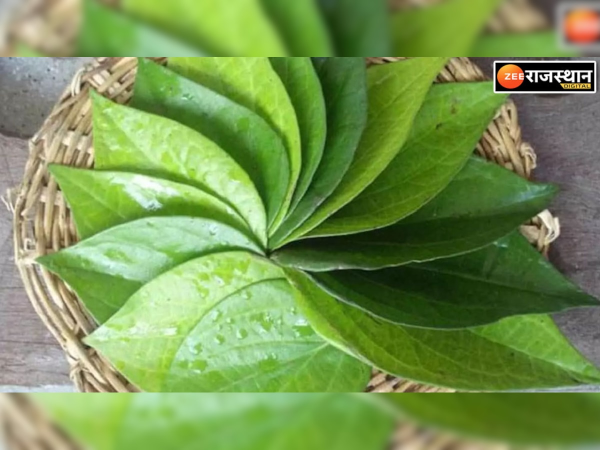 Betel leaf increases masculinity of men know right way to eat ...