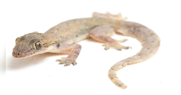 Vastu Shastra Seeing lizard is auspicious sign tells about travel and ...