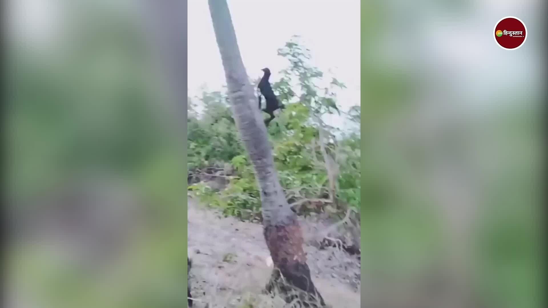 trending video of goat was seen climbing on palm tree goes viral | ताड़ ...