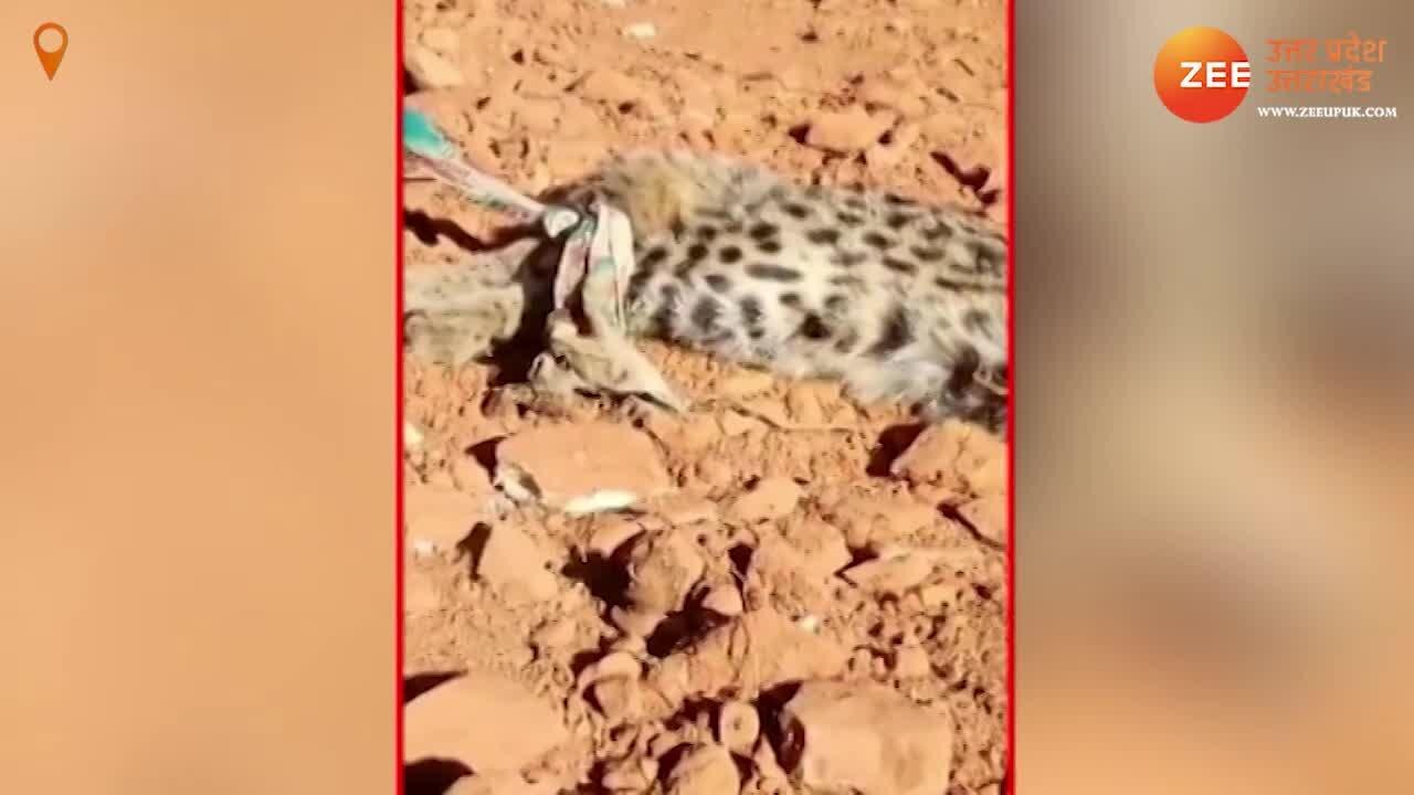 children take Guldar baby from forest people shocked to see playing ...