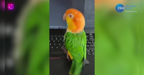 parrot dance on laptop keyboard disturb man doing work video viral mkph ...