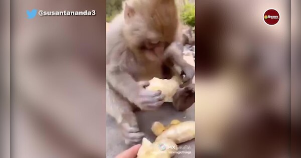 funny viral video of monkeys reacted after offered ginger | बंदरों ने लिया अदरक का स्वाद ...