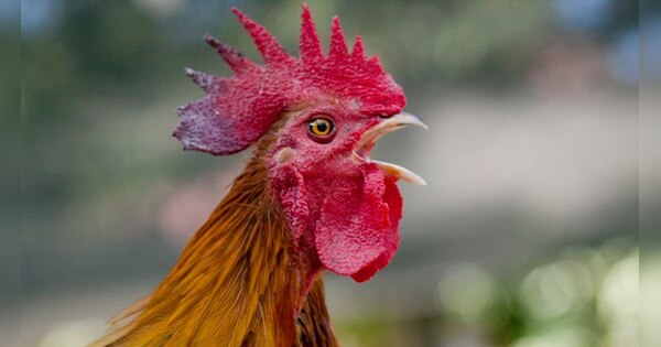 Trending news neighbor got angry when rooster crowing in the morning in ...