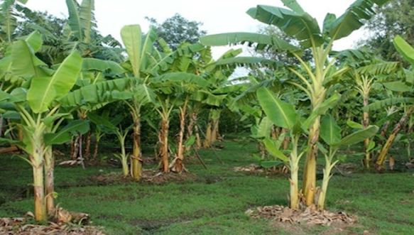 Kela Ped Pooja vidhi on thursday how to do Puja of banana tree mantra ...