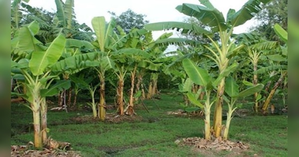 Kela Ped Pooja vidhi on thursday how to do Puja of banana tree mantra ...