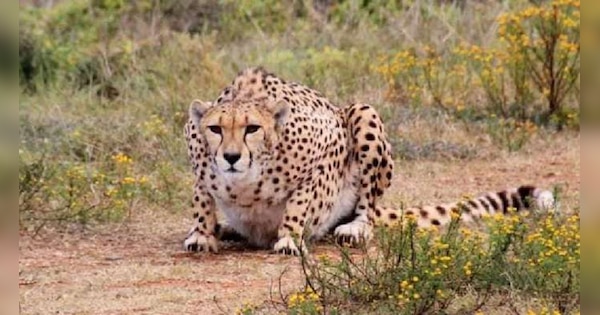 Good news came from Kuno National Park Cheetah Asha did her first hunt ...