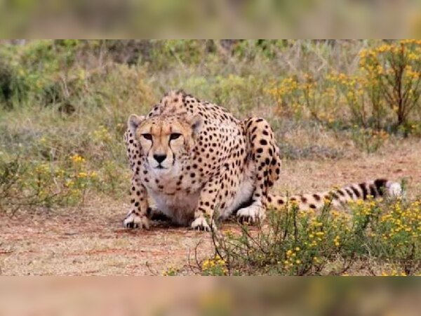 Good news came from Kuno National Park Cheetah Asha did her first hunt ...