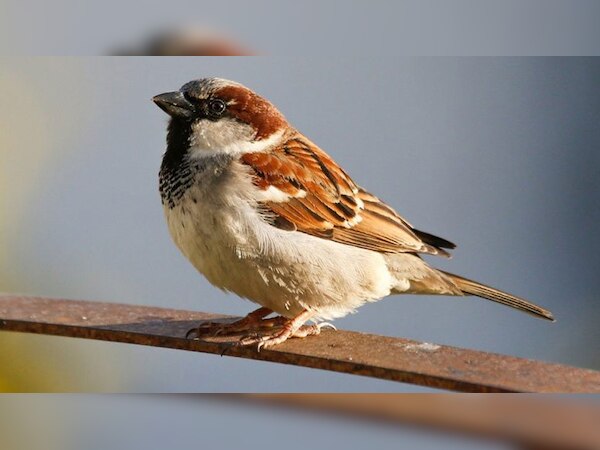 china war against sparrows resuts famine 1958 many citizens died ...