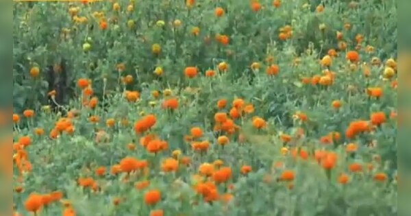 marigold flower importance in puja vidhi genda phool mahatva upyog ...