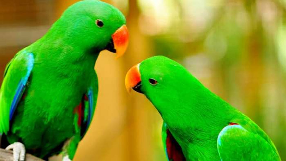 vastu tips keeping birds at home according to vastu green parrot ...