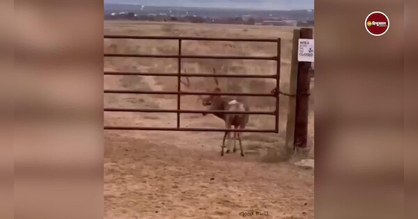 deer smart and intelligent mind is going viral as deer did something ...