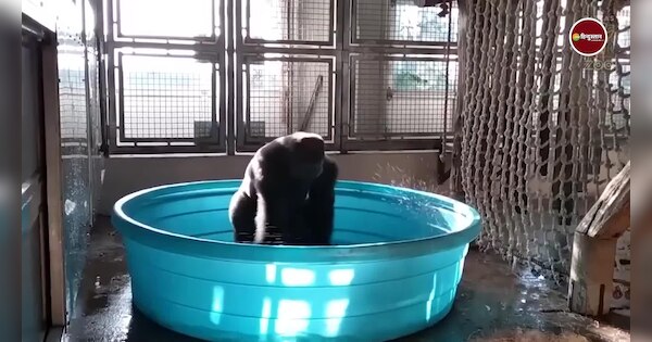 gorilla bathing dances in bathtub happily enjoying see viral video ...