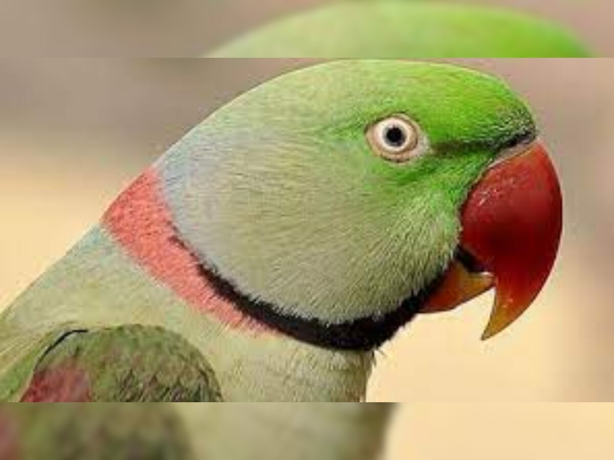 Benefits of Keeping Parrot at home know important Vastu tips | Benefits ...