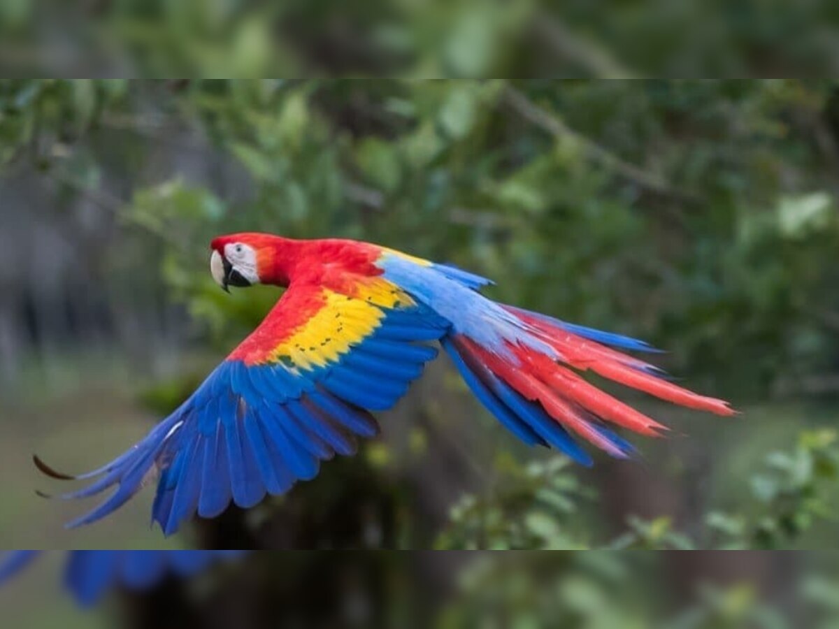 Benefits of Keeping Parrot at home know important Vastu tips | Benefits ...