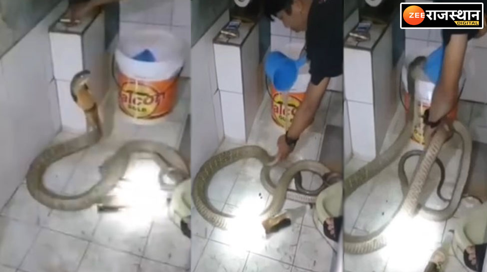 Cold Water in winter King Cobra bath video viral on Social Media ...