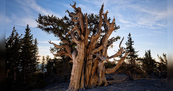 thousands years worlds oldest tree known as great grandfather know its ...