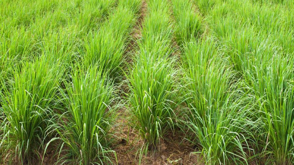 lemon grass farming in hindi Lemon Grass Cultivation Guide see here ...