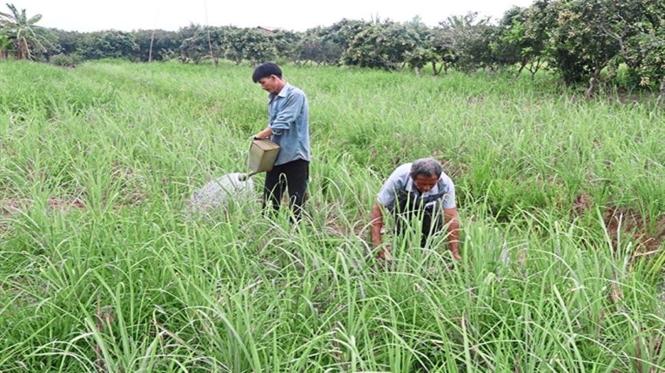 lemon grass farming in hindi Lemon Grass Cultivation Guide see here ...