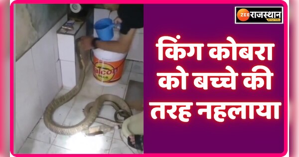 Viral Video The person started bathing King Cobra like a child bathroom ...