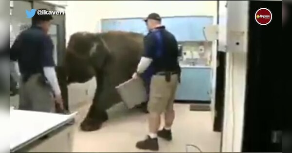 heart touching amazing video of an elephant x ray procedure like a ...