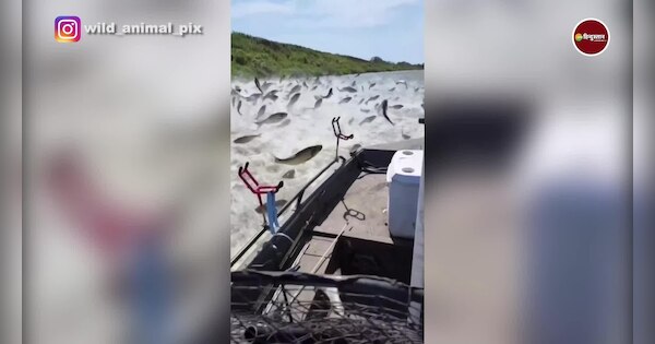 Amazing Video Of Fish Tsunami Jumping in River goes viral | नदी के अंदर उठी मछलियों की 'सुनामी ...