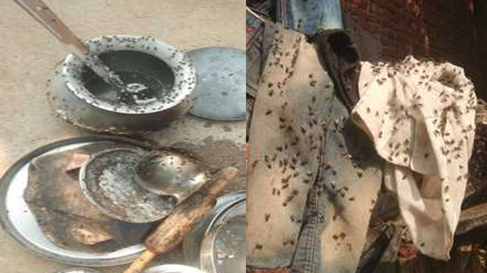 Terror of flies in Hardoi villages hindrance in marriage viral news ...