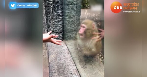 monkey reaction fail film actors video gone wild on internet ngmp ...