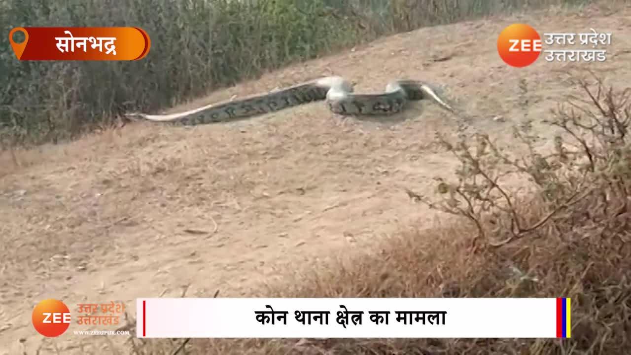 Giant python seen village after hunting 2 goats seeing villagers panic ...