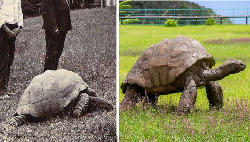 jonathan tortoise the oldest known living land animal in the world is ...