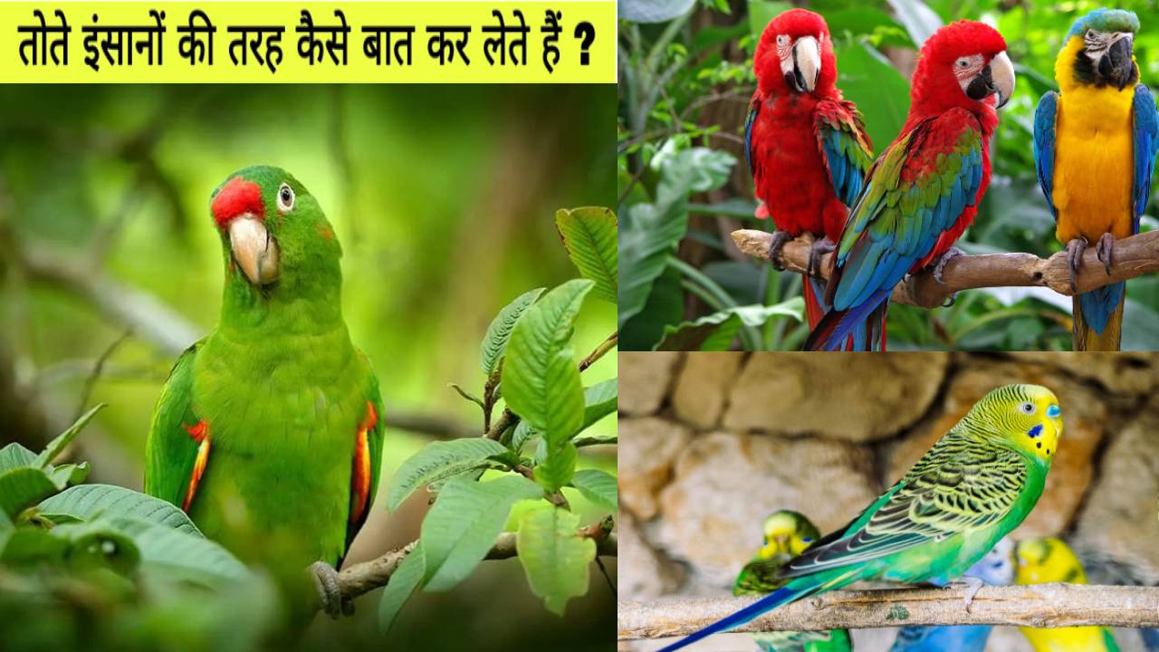 Knowledge Education interesting facts about parrots amazing facts ...
