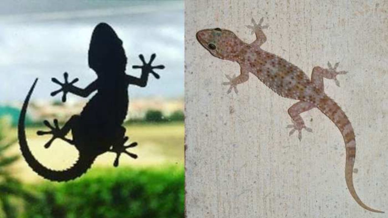 Lizards came to earth 230 million years ago new study revealed this ...