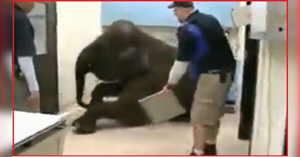 sick elephant xray in hospital people says very obedient after video ...