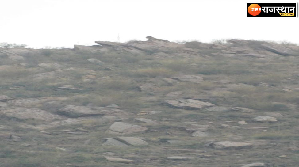 Niwai News Bagheera is seen in Bassi hill for ten days | निवाई: पहाड़ी ...