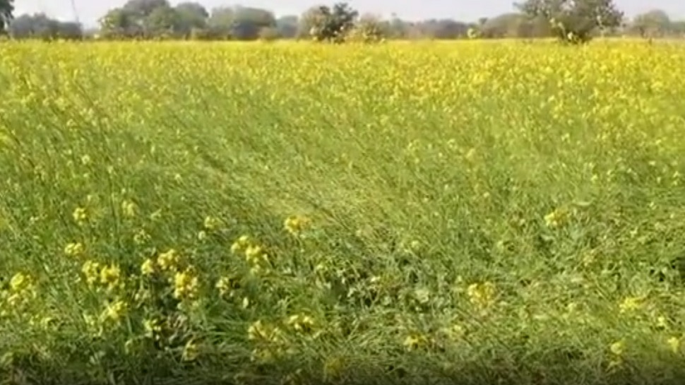 Mustard cultivation brought brightness on the face of the farmers ...