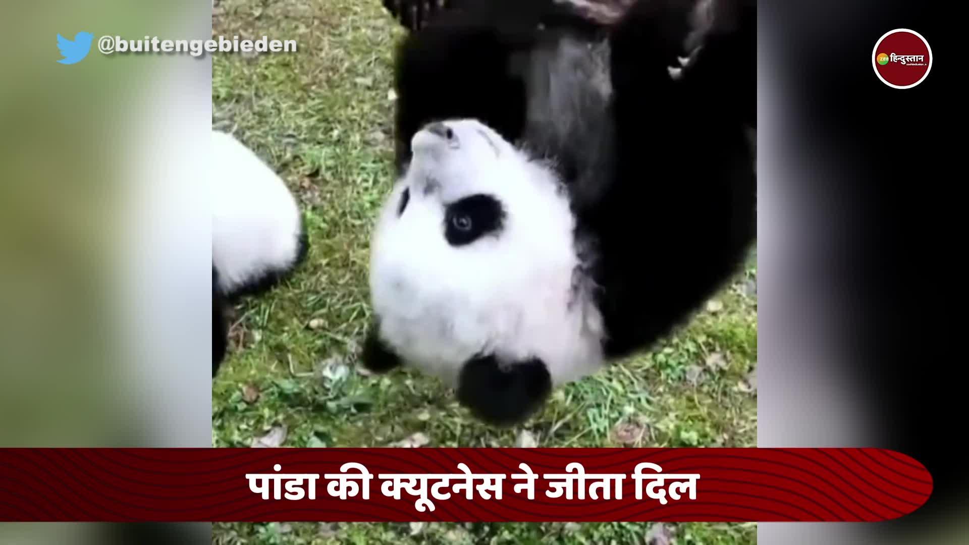 panda latest video is going viral because of its cuteness | Panda की ...