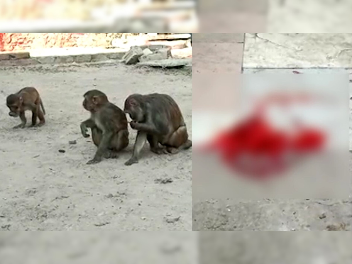 Monkey Attack Mathura attempt to save from attack of monkeys old man ...