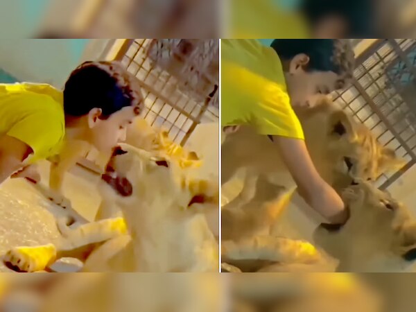 Kid is Playing With Lion At Home shocking video viral on internet ...