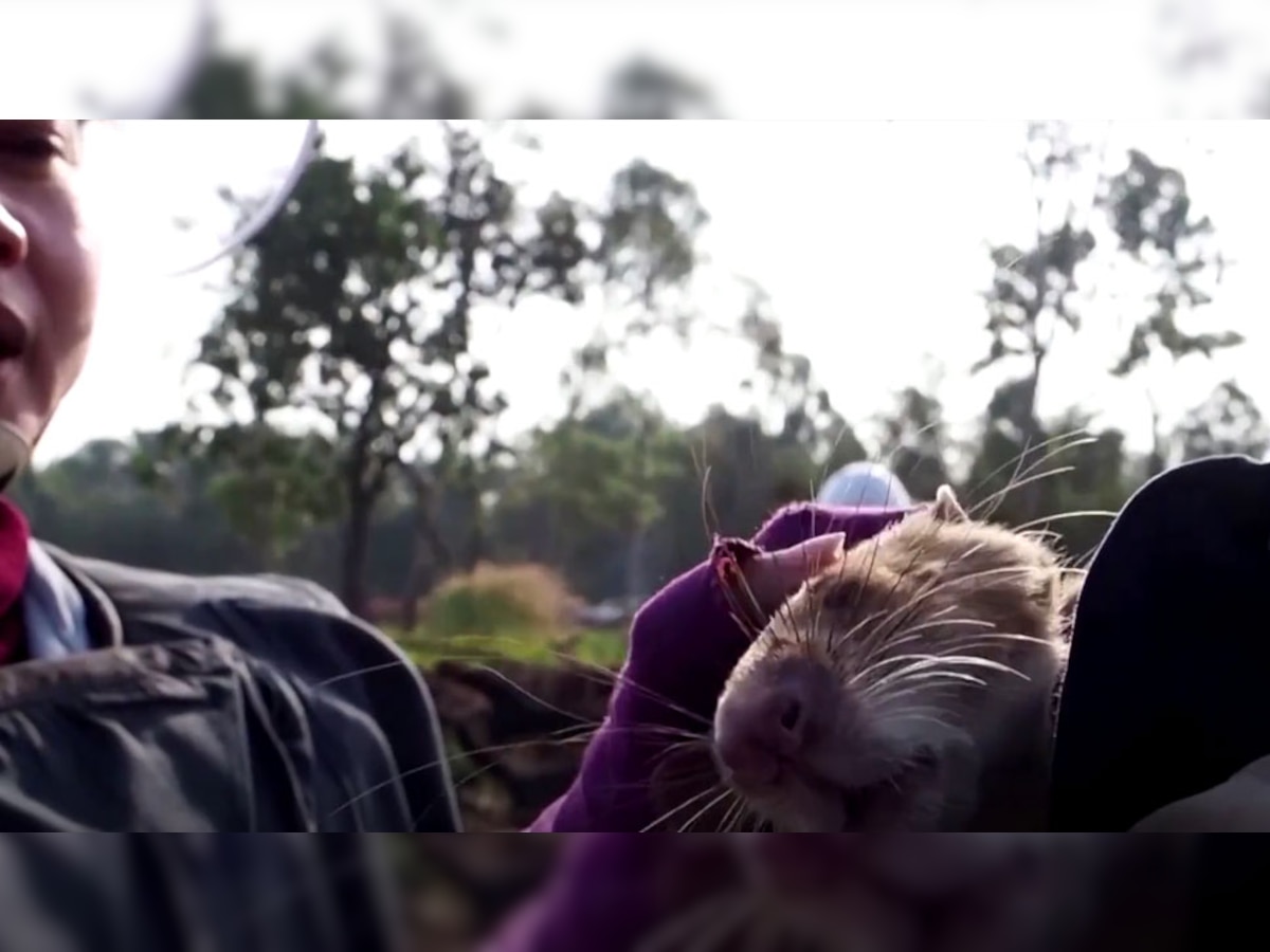 Magawa Mouse who Saved Thousands people Lives won gold medal in ...