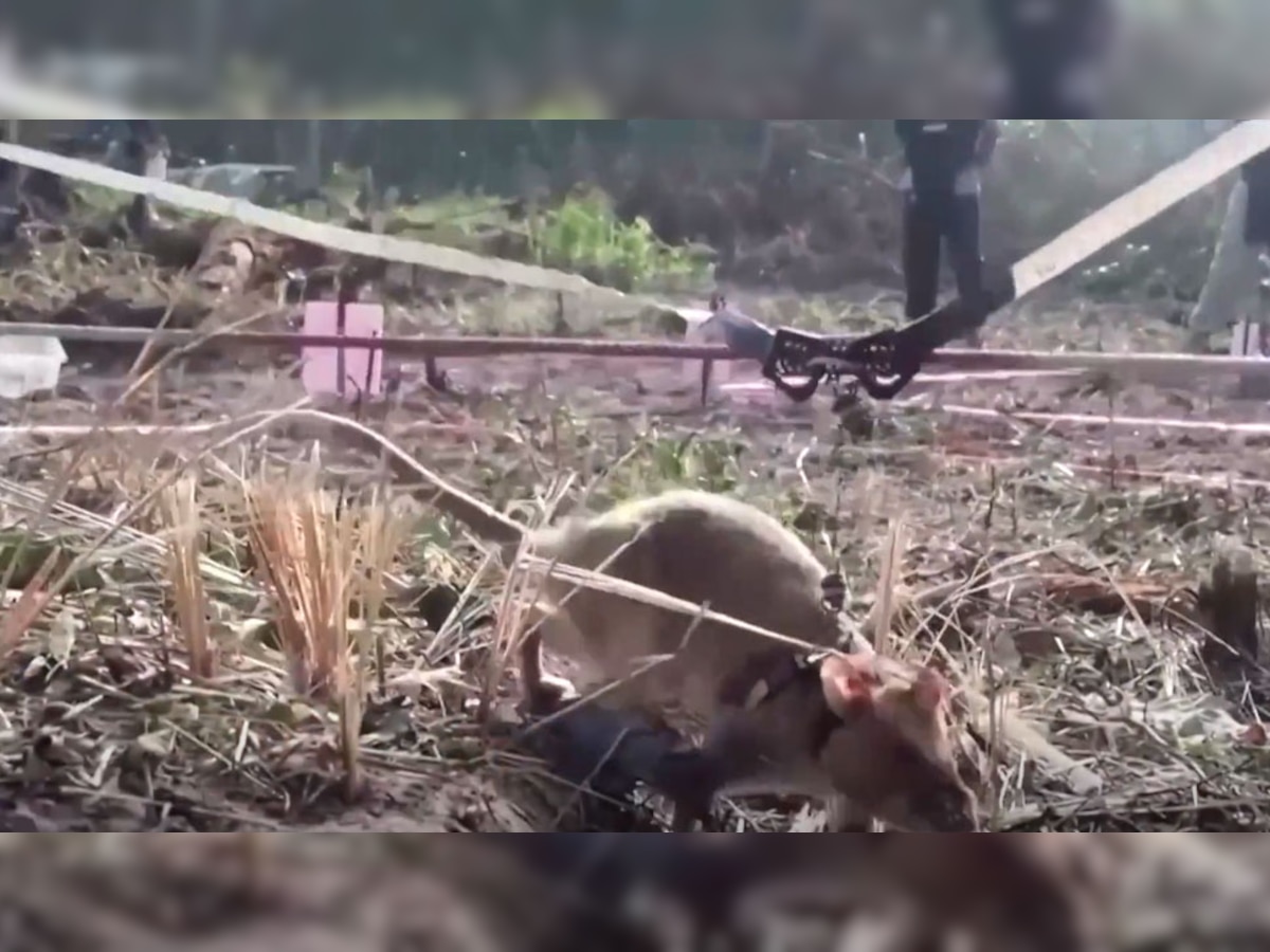 Magawa Mouse who Saved Thousands people Lives won gold medal in ...