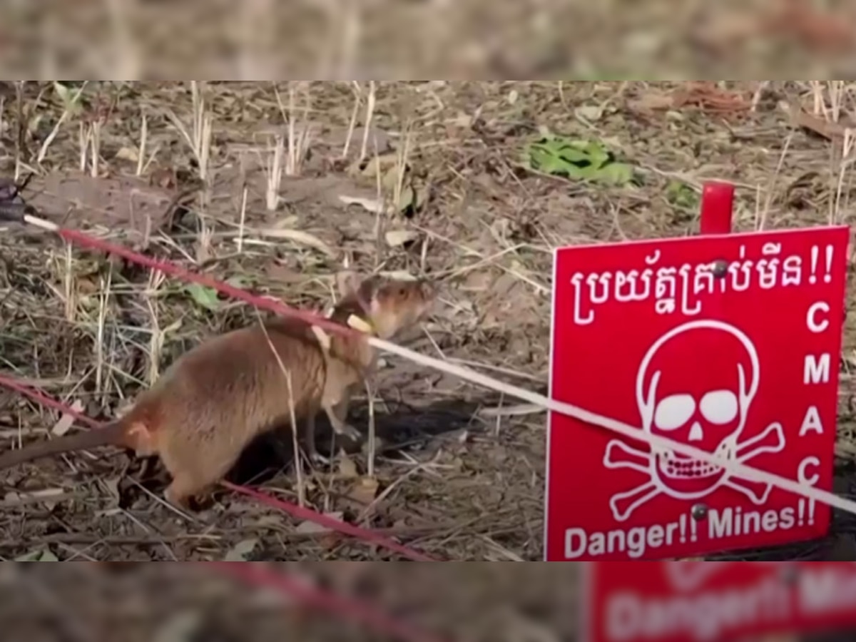 Magawa Mouse who Saved Thousands people Lives won gold medal in ...