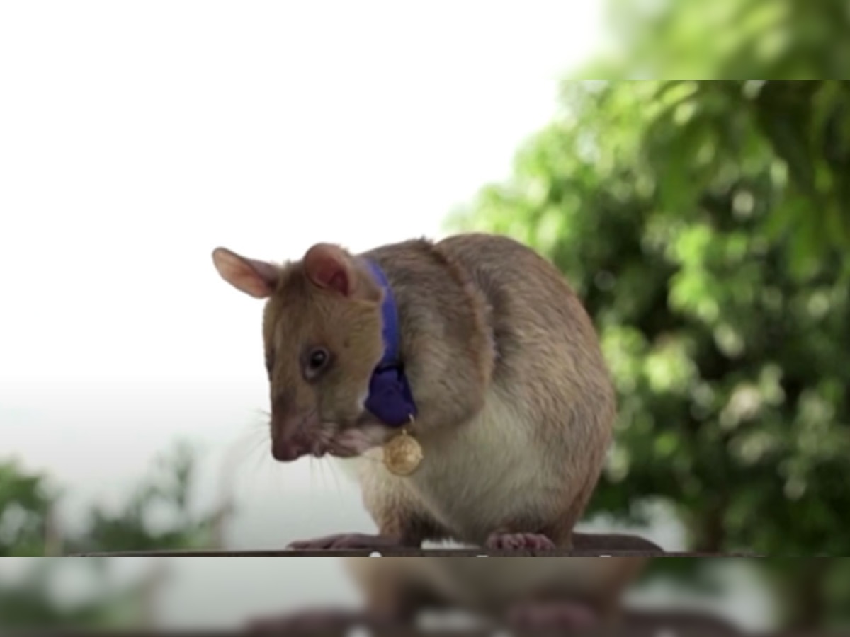 Magawa Mouse who Saved Thousands people Lives won gold medal in ...