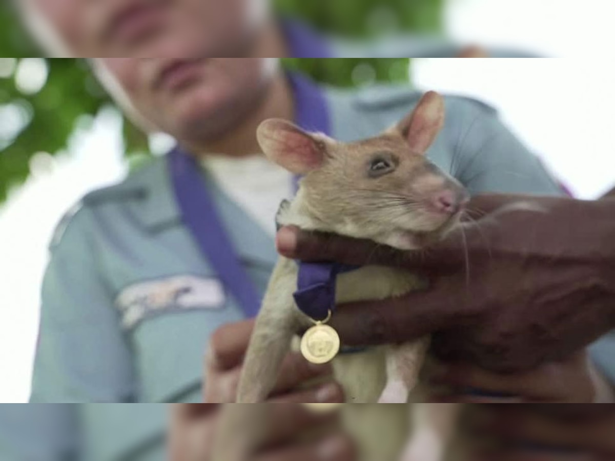 Magawa Mouse who Saved Thousands people Lives won gold medal in ...