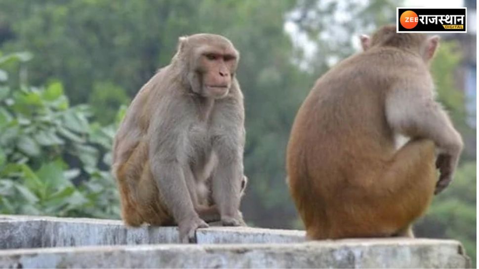 Elderly fell from the third floor to escape from the menace of monkeys ...