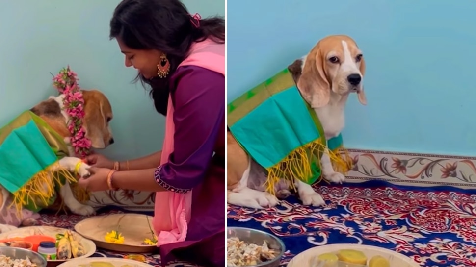 woman performing traditional baby shower rituals with the pet dog video ...