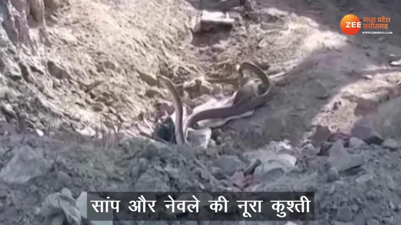 Snake Mongoose Fight sanp aur nevala ki noora kushti nevale ke sath ...