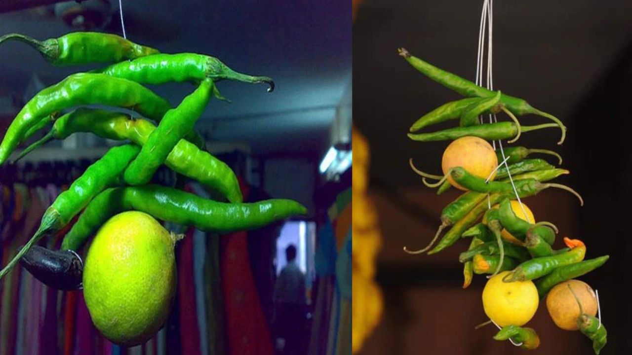 Lemon chilli hang in the house and shop then know the unique science ...