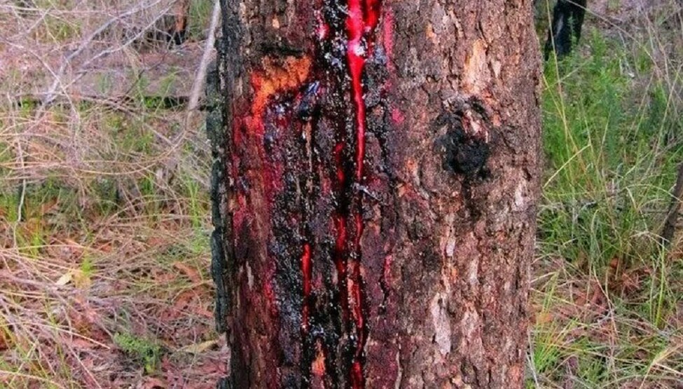 tree releases blood like humans after cut it known as bloodwood tree in ...