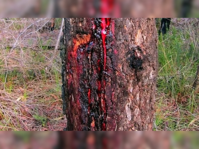 tree releases blood like humans after cut it known as bloodwood tree in ...
